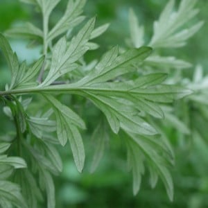 Smoking Mugwort - Bear Blend