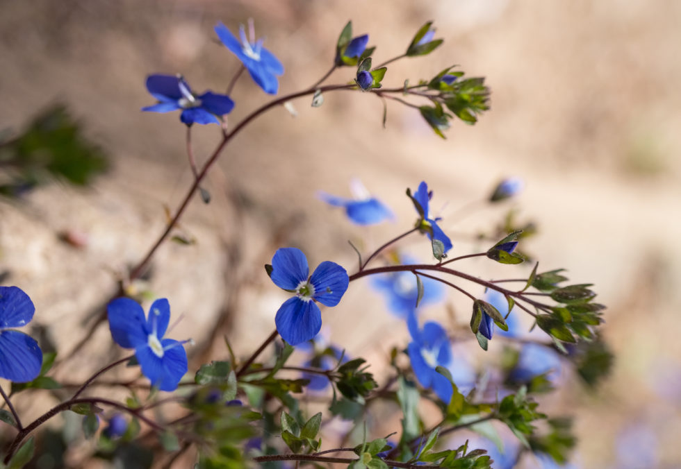 How Lobelia Can Help You Quit Smoking Cigarettes | Bear Blend Main